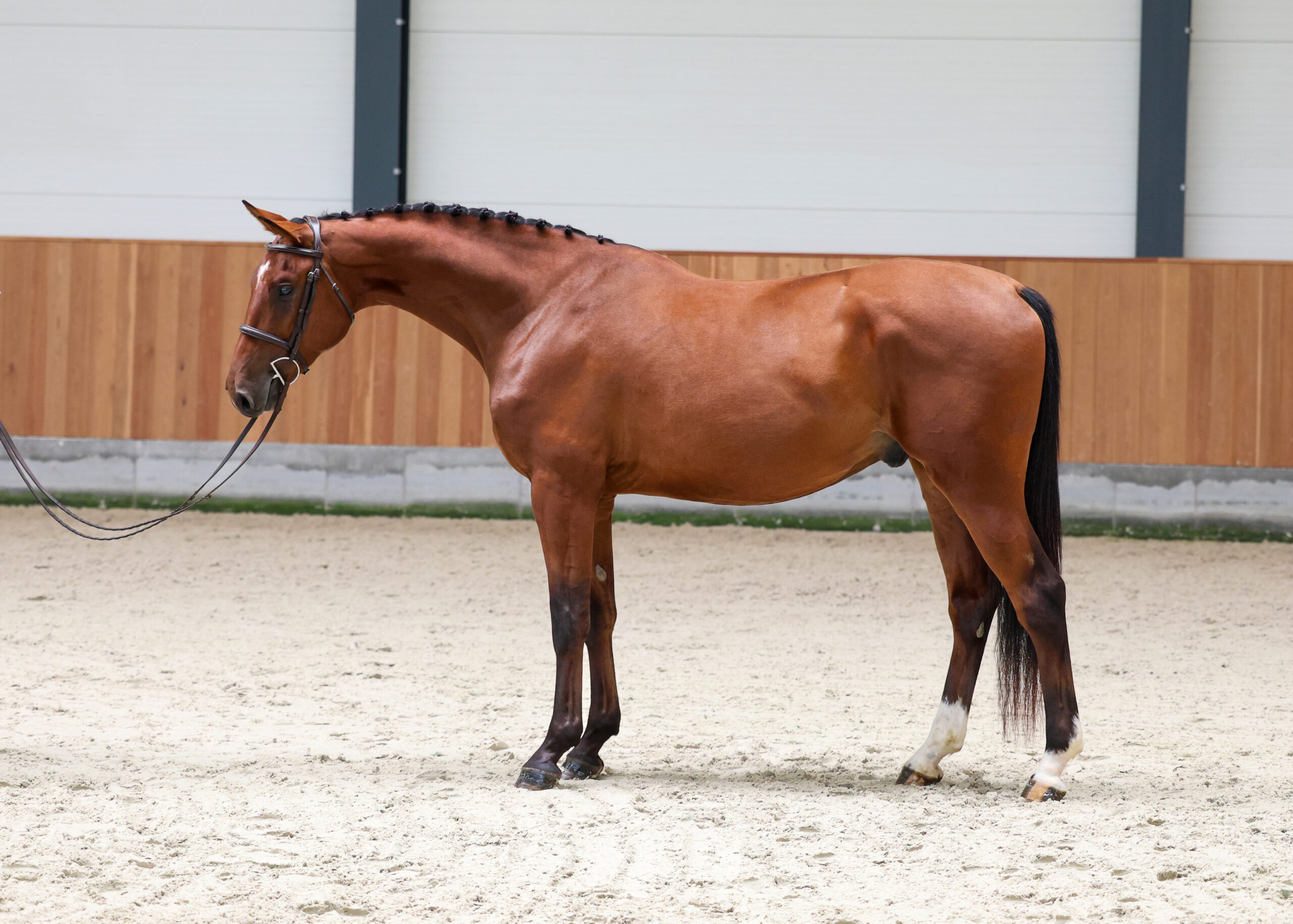 CLASSICO - KINGSTON STABLES