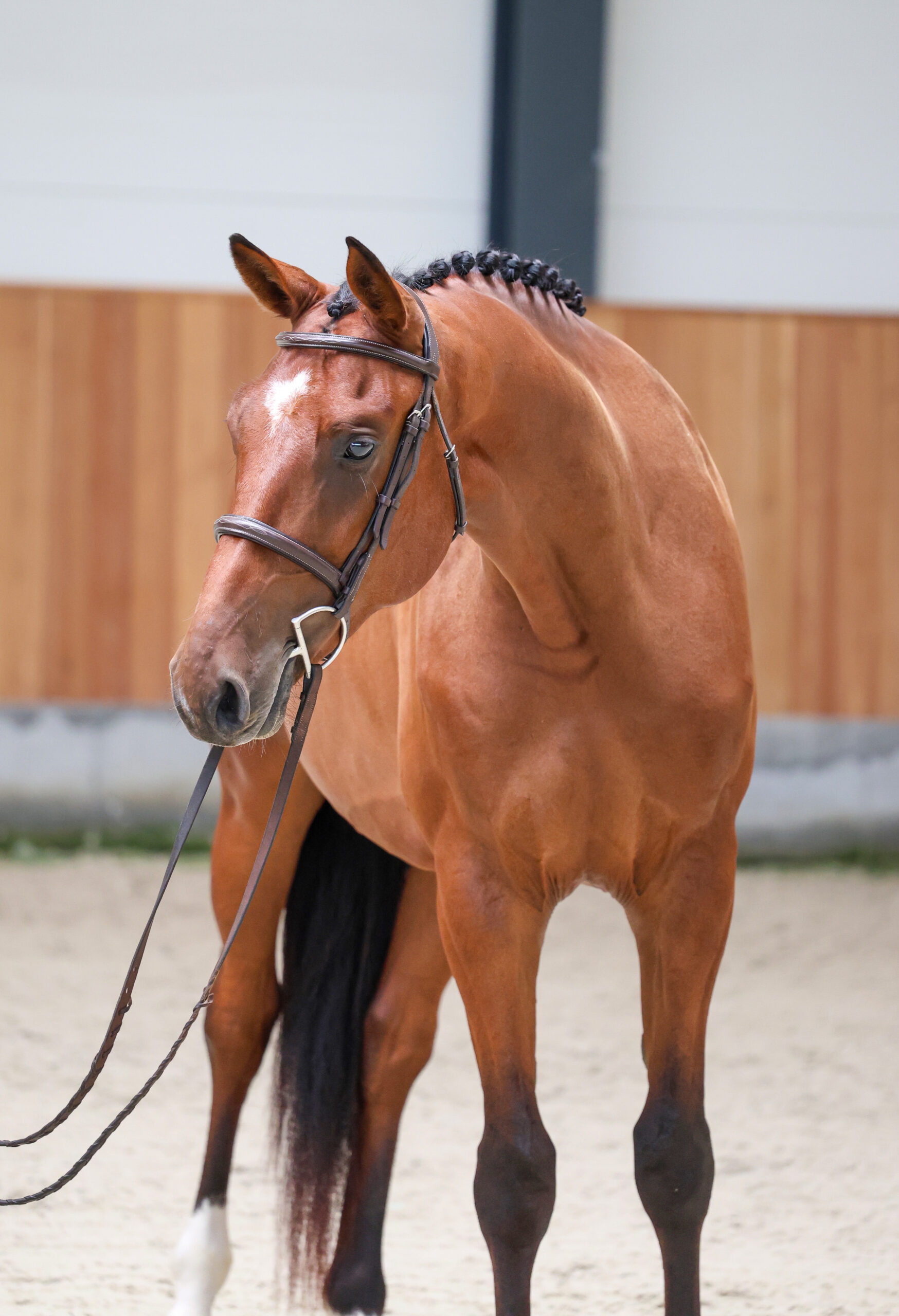 CLASSICO - KINGSTON STABLES