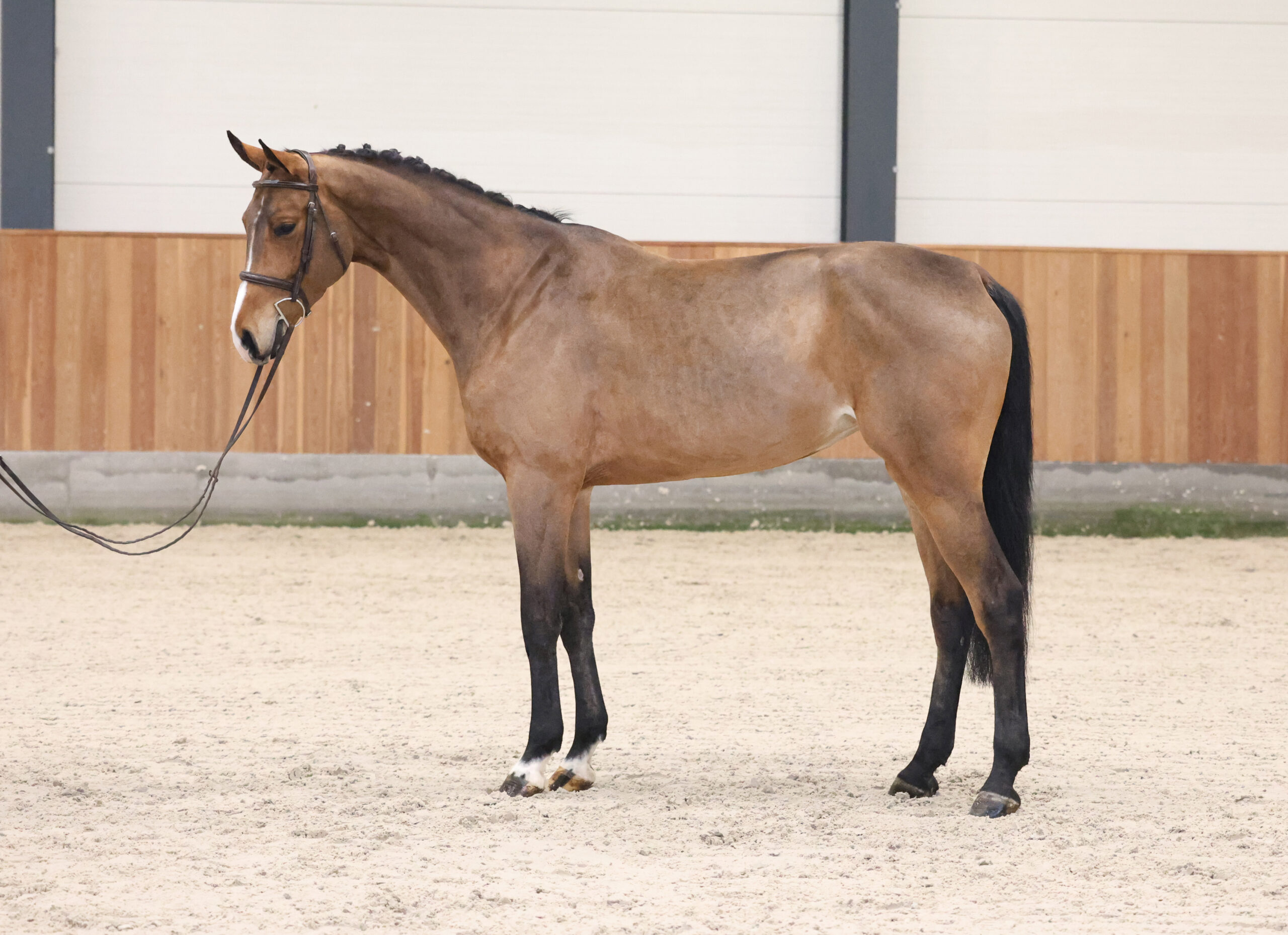 DIANCA BLUE - KINGSTON STABLES