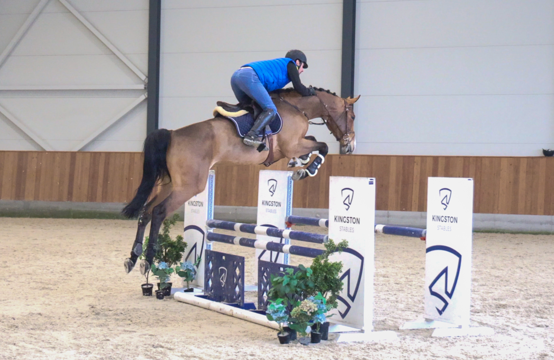 DIANCA BLUE - KINGSTON STABLES